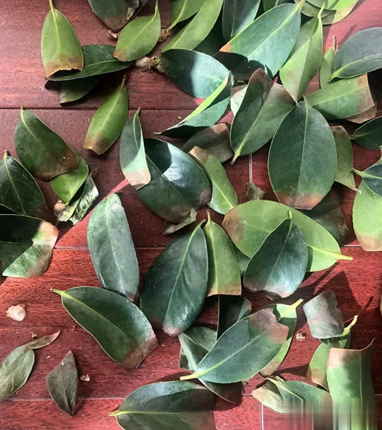 家里花草黄叶焦边? 湿度不够，用啤酒擦叶子搞定!