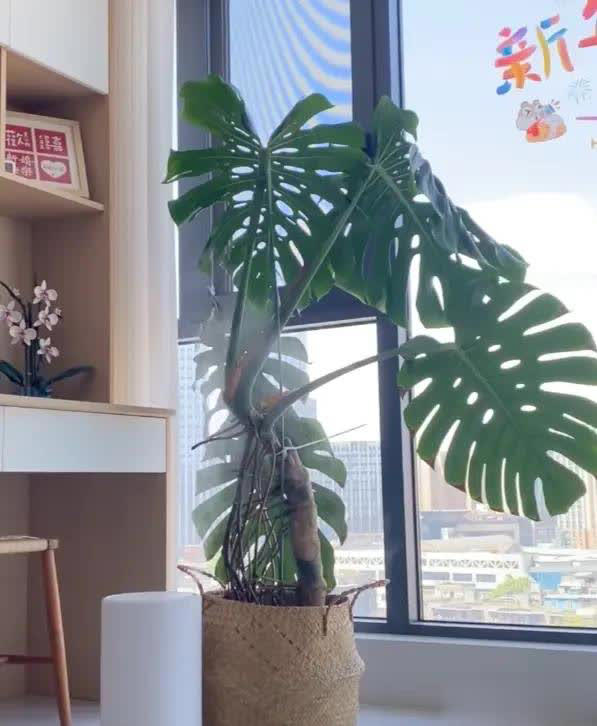 家里花草黄叶焦边? 湿度不够，用啤酒擦叶子搞定!