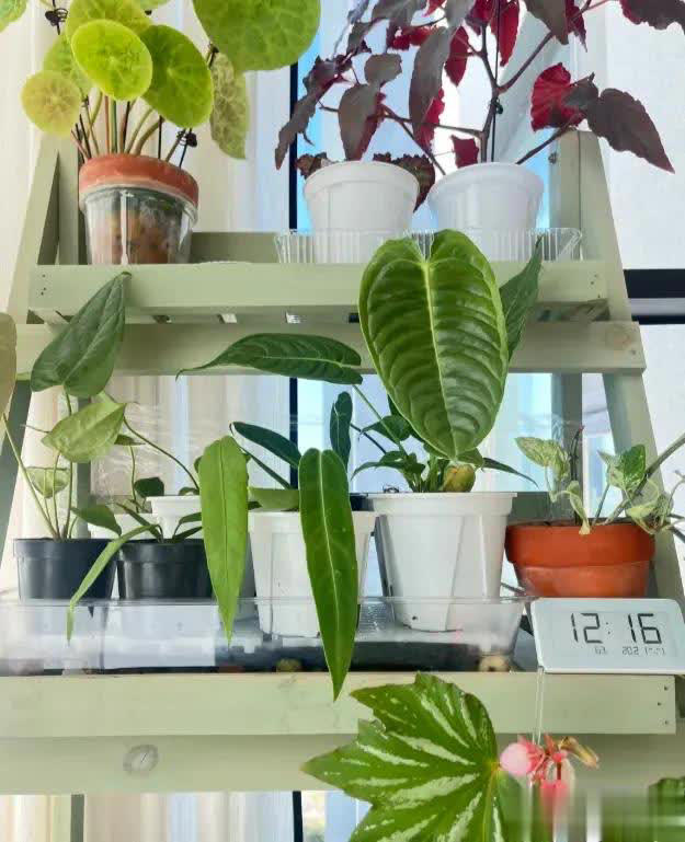 家里花草黄叶焦边? 湿度不够，用啤酒擦叶子搞定!