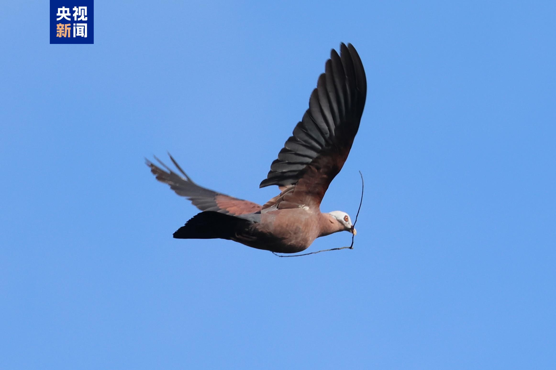 罕见!珍稀鸟类紫林鸽现身海南番加省级自然保护区