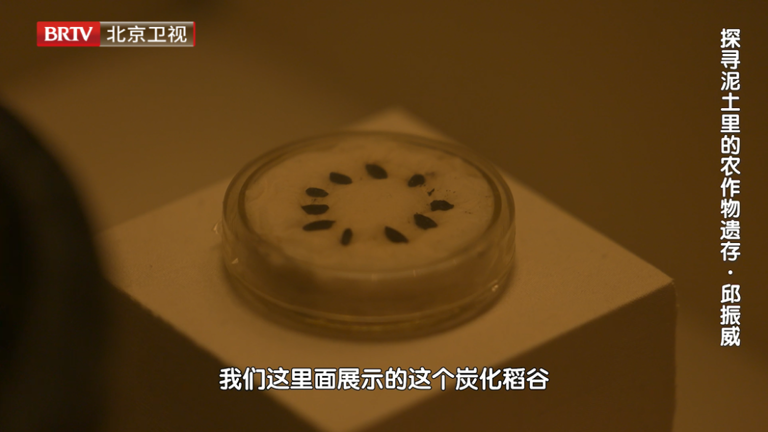 《为你喝彩》邱振威：青年考古人与炭化稻的“涅槃”