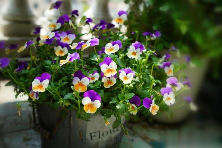 8款普通小花号称“颜值担当”，好养好看易爆花，值得拥有