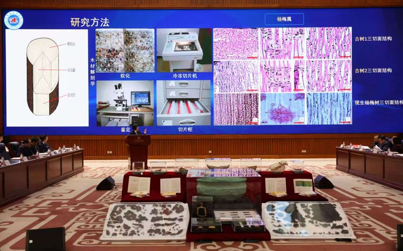 考古发现中国最早、最为明确的杨梅古树