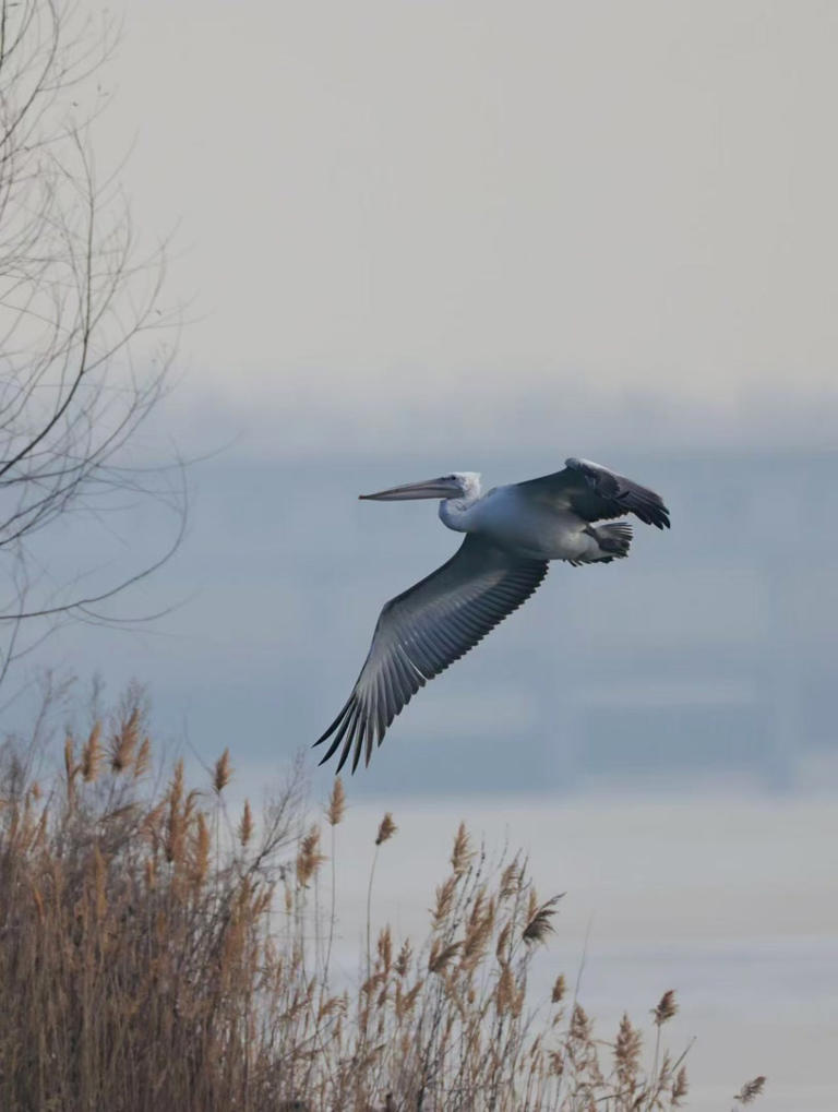 爱“吃同事”的卷羽鹈鹕来北京了，全国仅161只