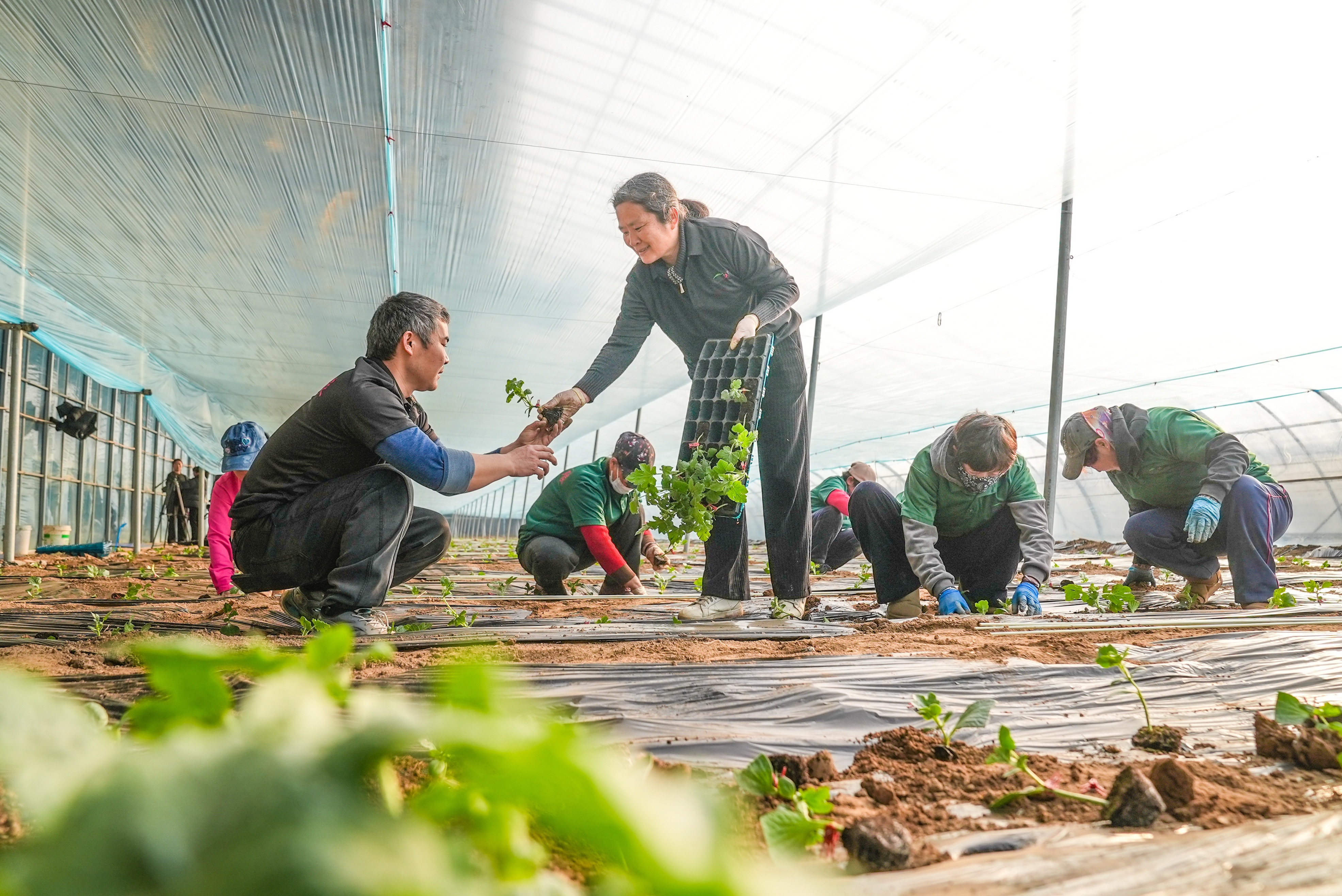 数九寒天种新苗，大兴西瓜4月初将抢鲜来