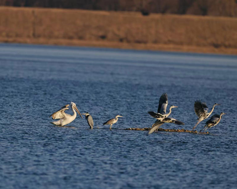 爱“吃同事”的卷羽鹈鹕来北京了，全国仅161只