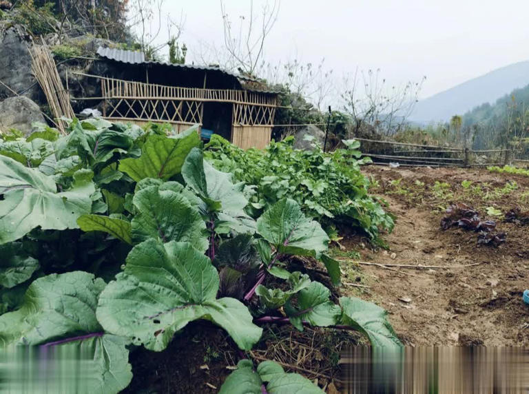 听劝!红菜苔苗期别打顶，做好3点抽薹多早又粗