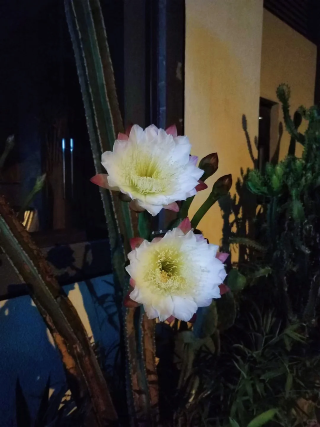 广东一棵“量天尺”长到6层楼高，网友直呼神物!