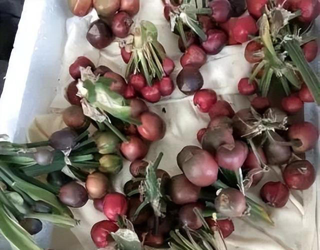 “30粒种子”摆盆里，出25棵君子兰，1年养出80盆，太容易了