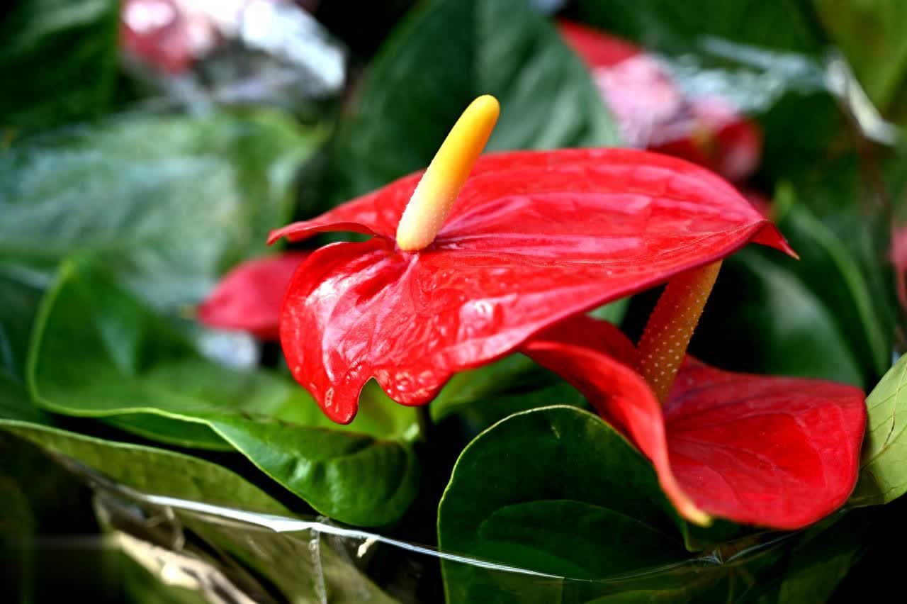 红掌开花少? 做好4步，春节开满红烛超喜庆