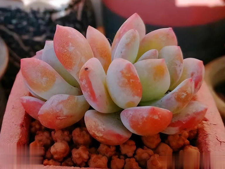 新手也能养出状态! 这款多肉颜色靓长血斑，超心动