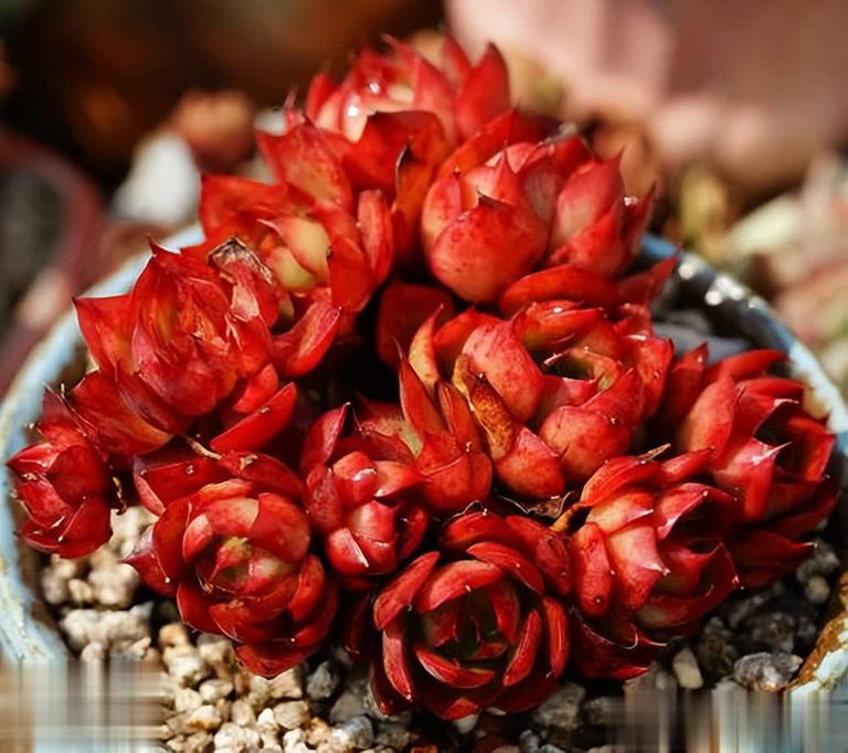 新手也能养出状态! 这款多肉颜色靓长血斑，超心动