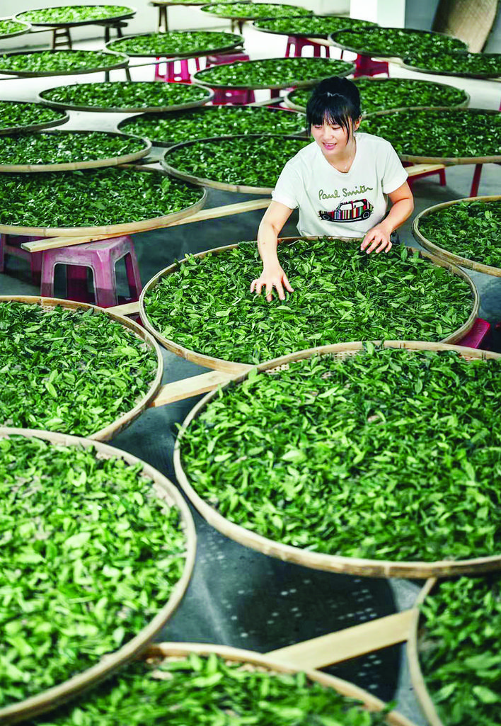 让漫山“绿叶子”变“金叶子”
