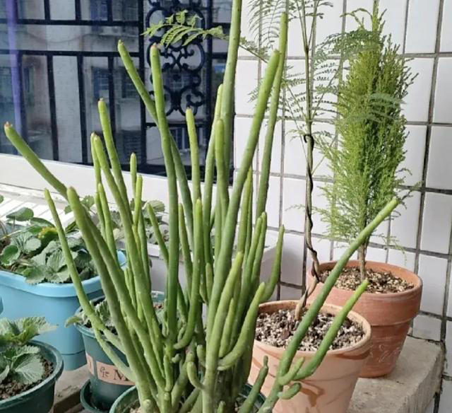 真心不能在家里养这8种大毒花，鲜花家里放，花旺人不旺