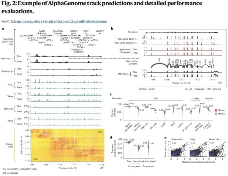 AI破解基因组天书 谷歌DeepMind模型AlphaGenome登《Nature》封面