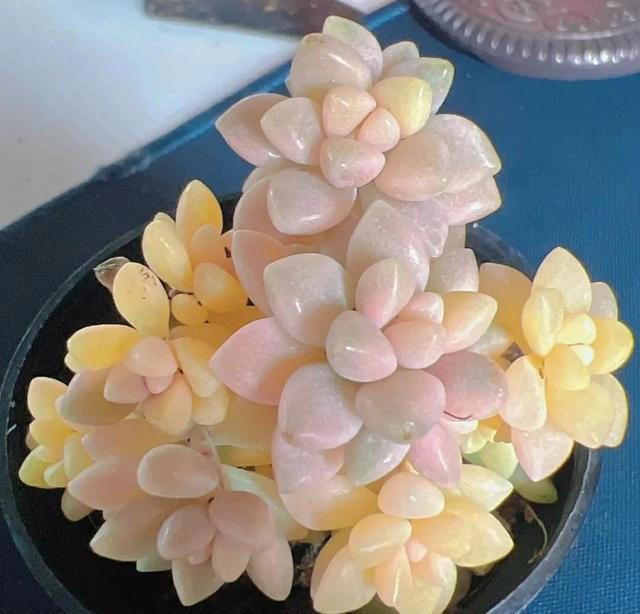 3种花很常见，尽量别在家里养，你家有没有?