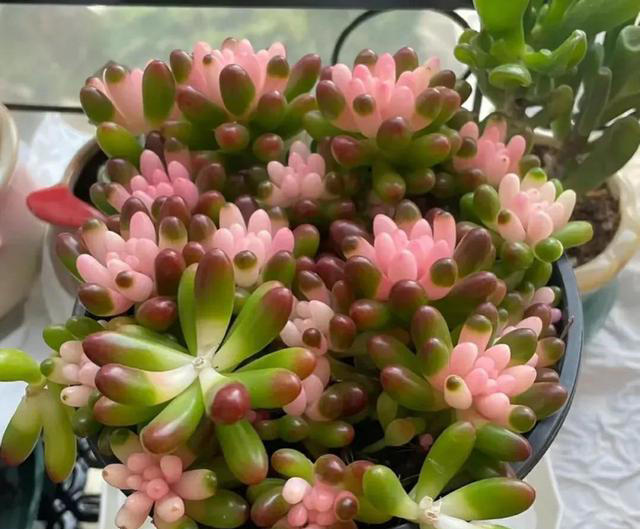 3种花很常见，尽量别在家里养，你家有没有?