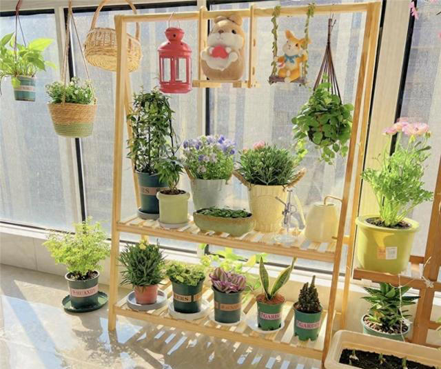 养挂过上百盆花，才发现这些绿植是真好养，建议大家：闭眼买