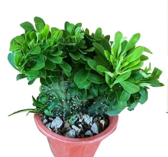 3种花，虽然很丑，但也要养一盆，镇宅还霸气，耐旱更好养!