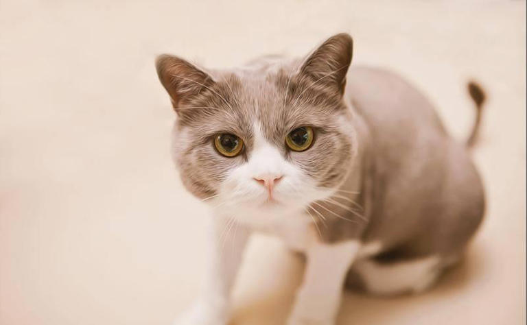 猫不吃不喝能活几天，都是熬出来的