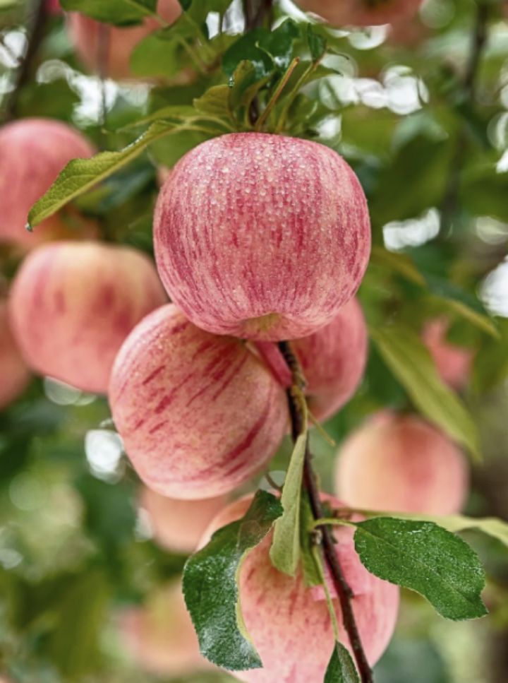 解锁水果新吃法