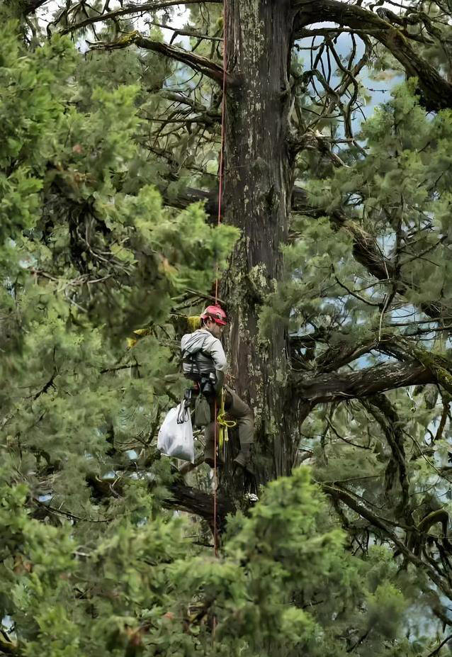 西藏深山藏着101米绿色巨人，中国竟有百米巨树，你知道吗?