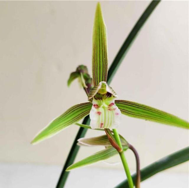 最不怕冷的“耐寒兰”，零下20度冻不死，冬春开花，香飘十里