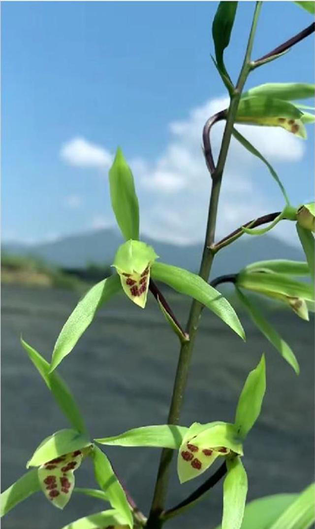 最不怕冷的“耐寒兰”，零下20度冻不死，冬春开花，香飘十里