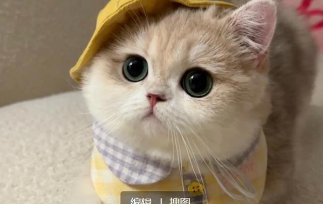 猫咪多久会“忘记”以前的主人? 答案让人心疼，可能一辈子都记得