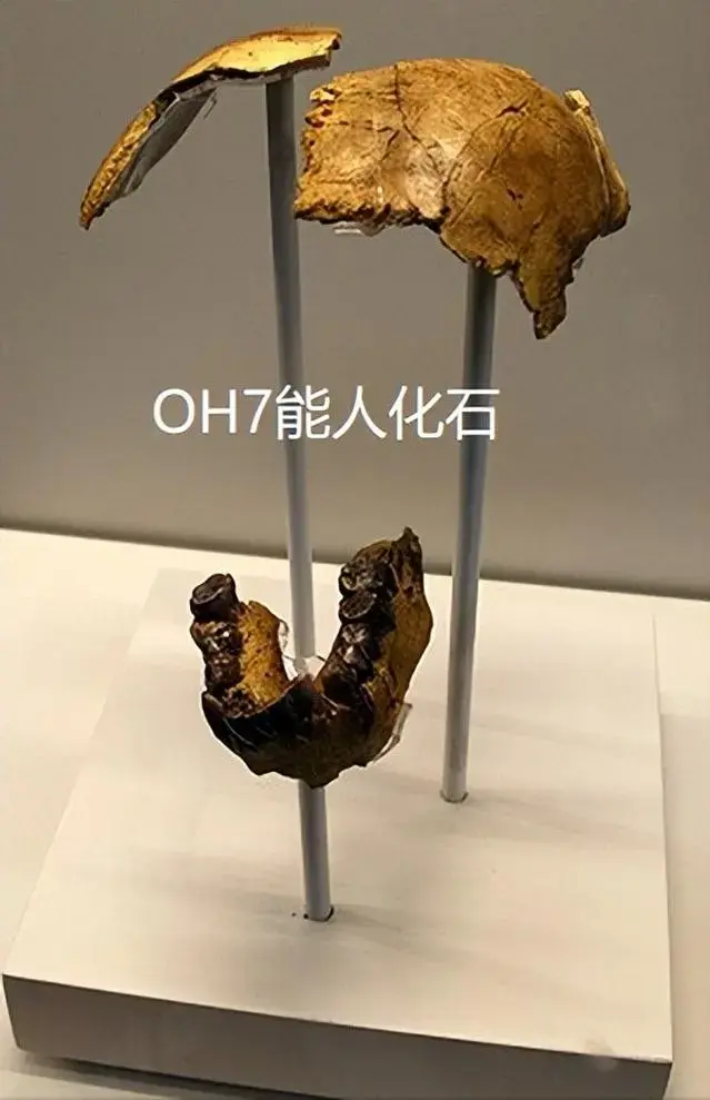 202万年化石揭秘! 能人前臂超长83.1%，脑容量却比古猿高30%!