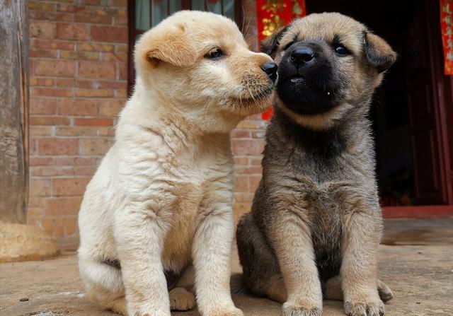中华田园犬，一种非常适合家庭养殖的宠物，可爱、温顺、忠诚
