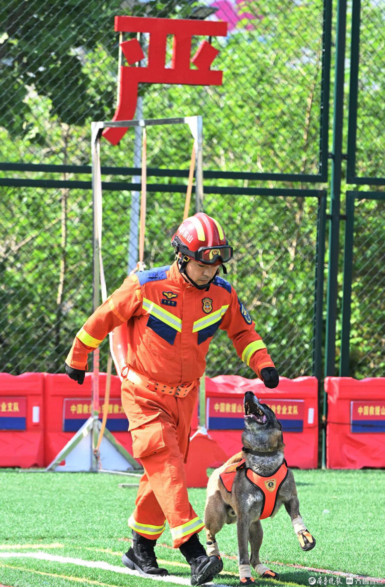 “犬”力出击! 消防搜救犬技术交流对抗赛在济南举行