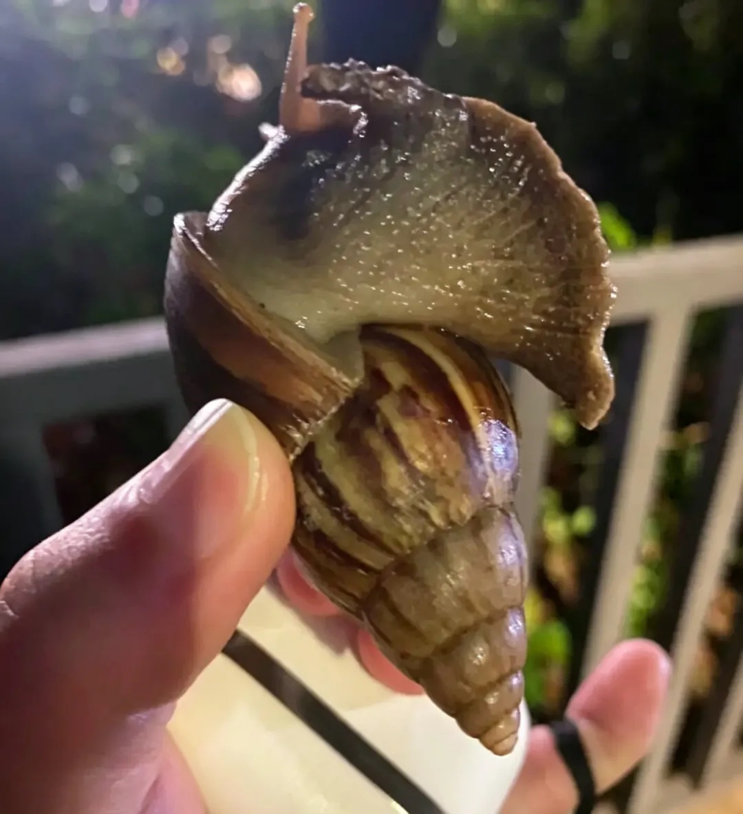 “有毒，快丢掉!” 1岁女童小区玩耍，确诊严重脑炎! 雨后尤其要注意→