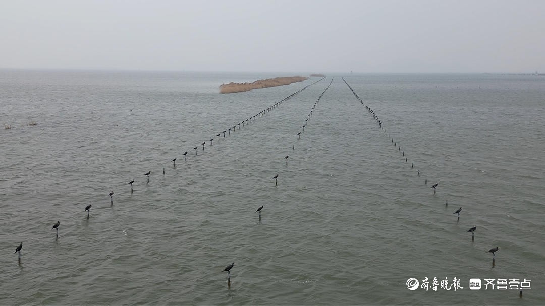 两千野生鸬鹚东平湖面“站军姿”——每天吃掉四千斤鱼，“招待费”湖区全掏了