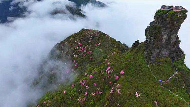 漫山花海入画来!贵州梵净山万亩野生杜鹃花绽放