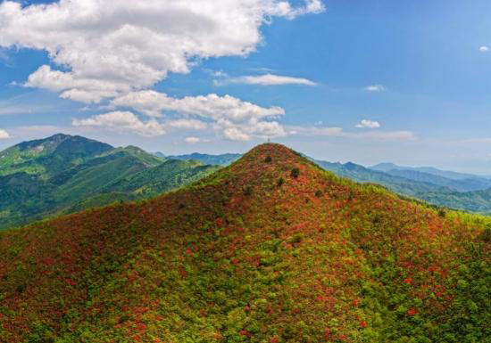 湖南新宁：瑶山映山红绽放 生态美景引客来