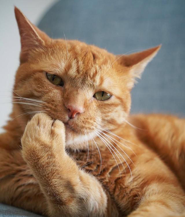 别乱碰，我可不是毛绒玩具! 猫咪最讨厌被碰的几个地方