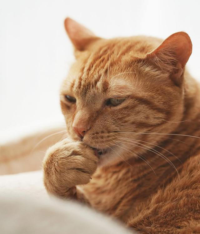 别乱碰，我可不是毛绒玩具! 猫咪最讨厌被碰的几个地方