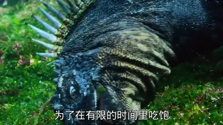 海鬣蜥的日常：反差萌外表下的生存斗智战