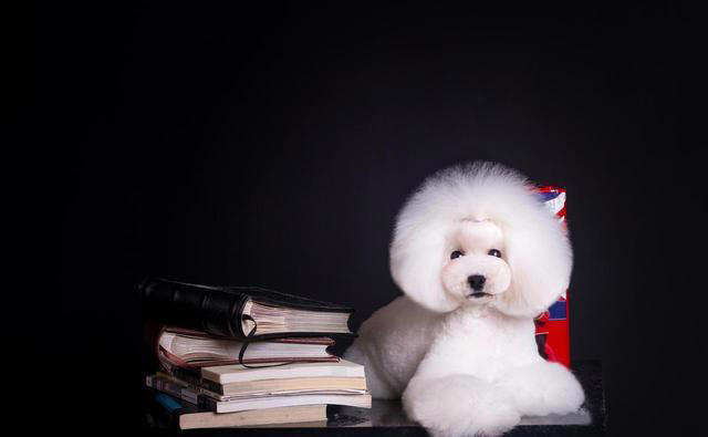 贵宾犬临死前都有哪些征兆呢? 过来人：食欲大幅下降