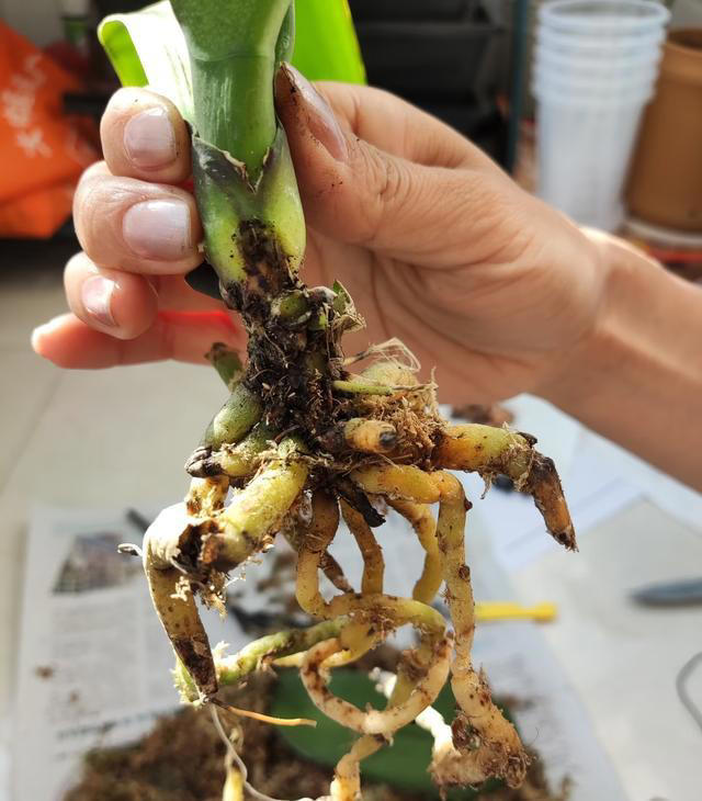 有一种痛苦叫买了“蝴蝶兰”，以为高大上，结果养后就后悔