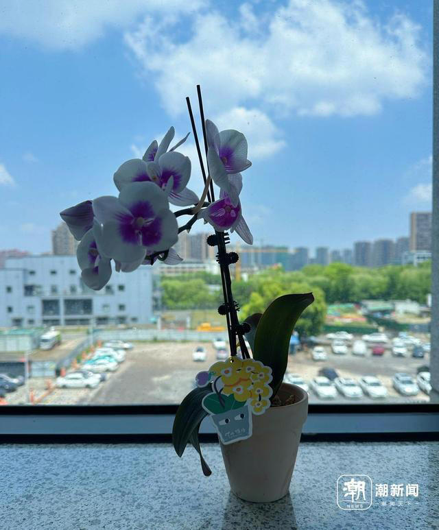 潮声丨那个在“安宁”病房的她，安宁离去