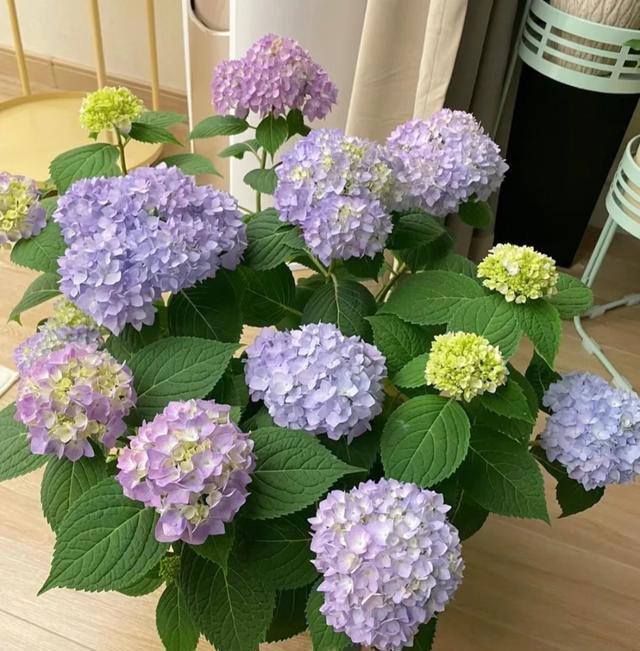 4、5月要“富养”绣球花，吃饱、喝足才能“撒欢长”，花苞满枝头