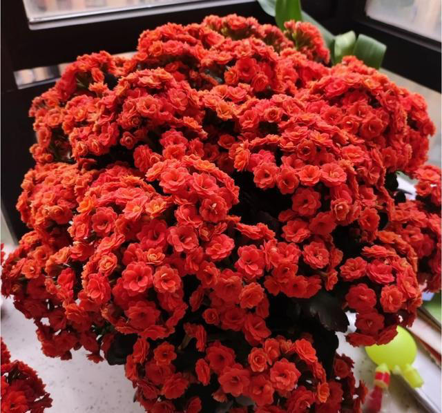 花卉中的“卷王”，拿命开花，卷死别人不偿命