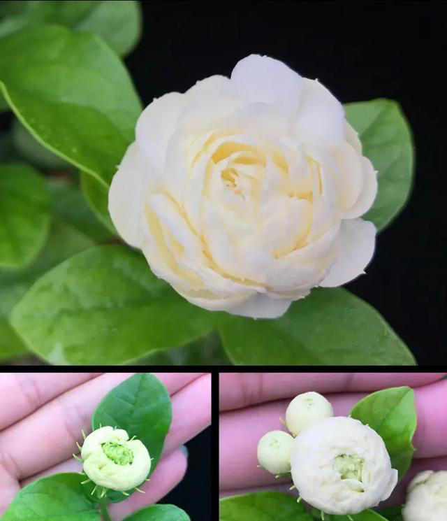这4种花得“勤剪”，手不能懒，夏天一剪子，越长越爆盆!