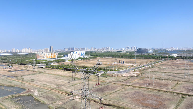 黄河口东方白鹳“进城记”
