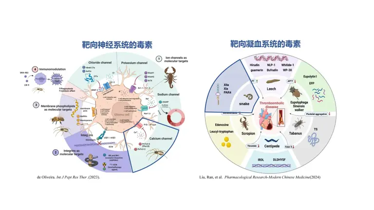 佩德VCM天然多肽药物源头平台正颠覆多肽研发逻辑