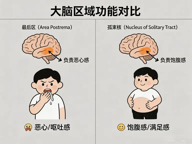 不用打针的减肥药来了! Nature：它能关掉大脑里的“馋虫开关”