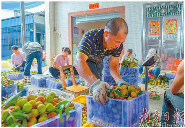 荔枝红了 客似云来