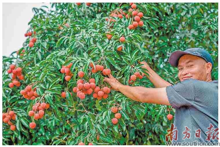 荔枝红了 客似云来